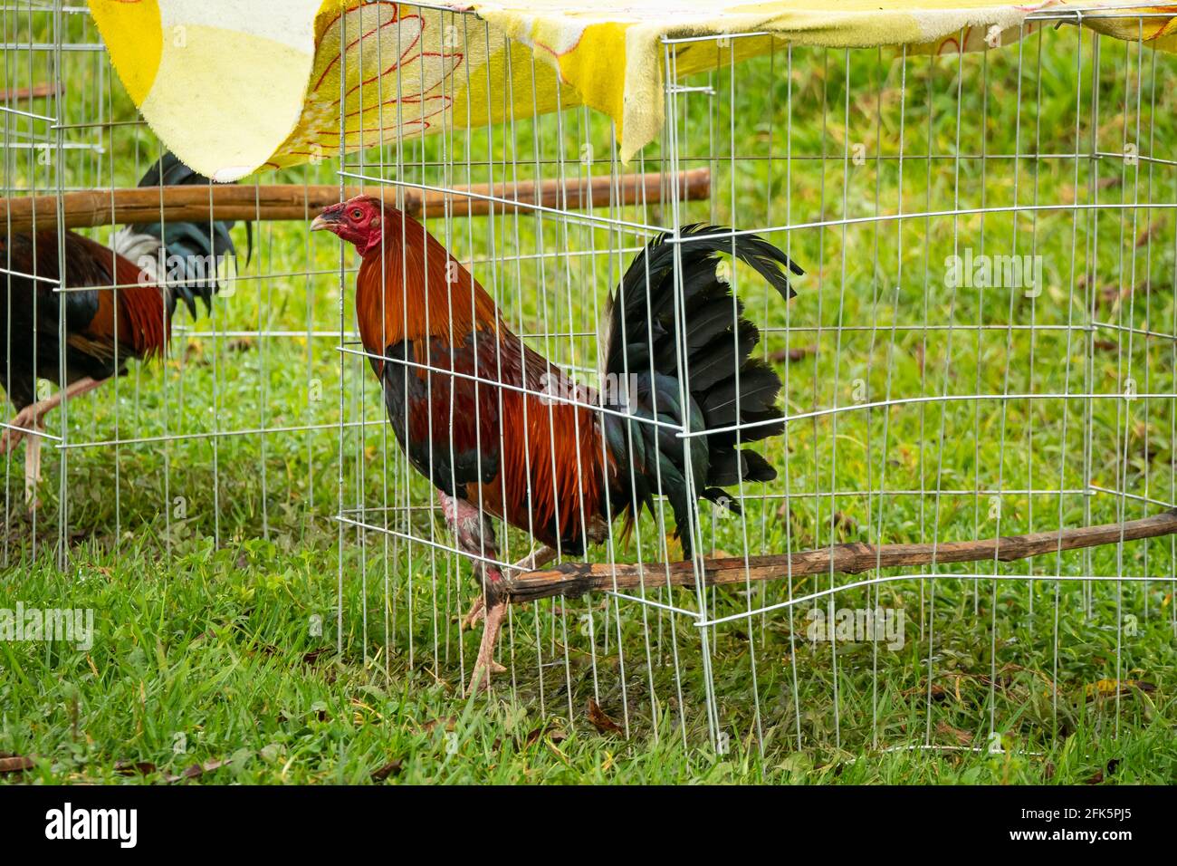 Animal enclosed hi-res stock photography and images - Alamy