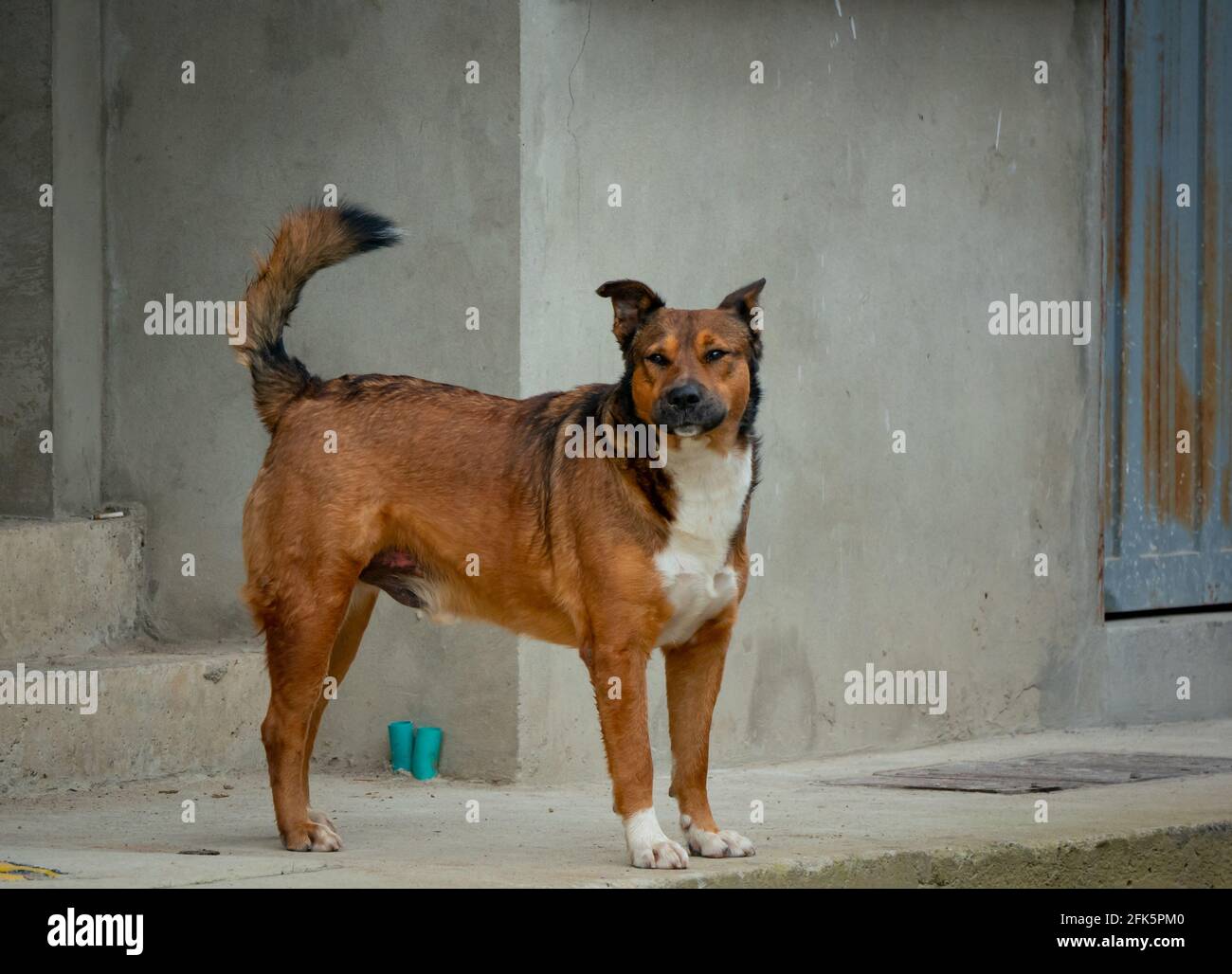 Brown Mongrel Dog has a Serious Look in Guatape, Colombia Stock Photo ...