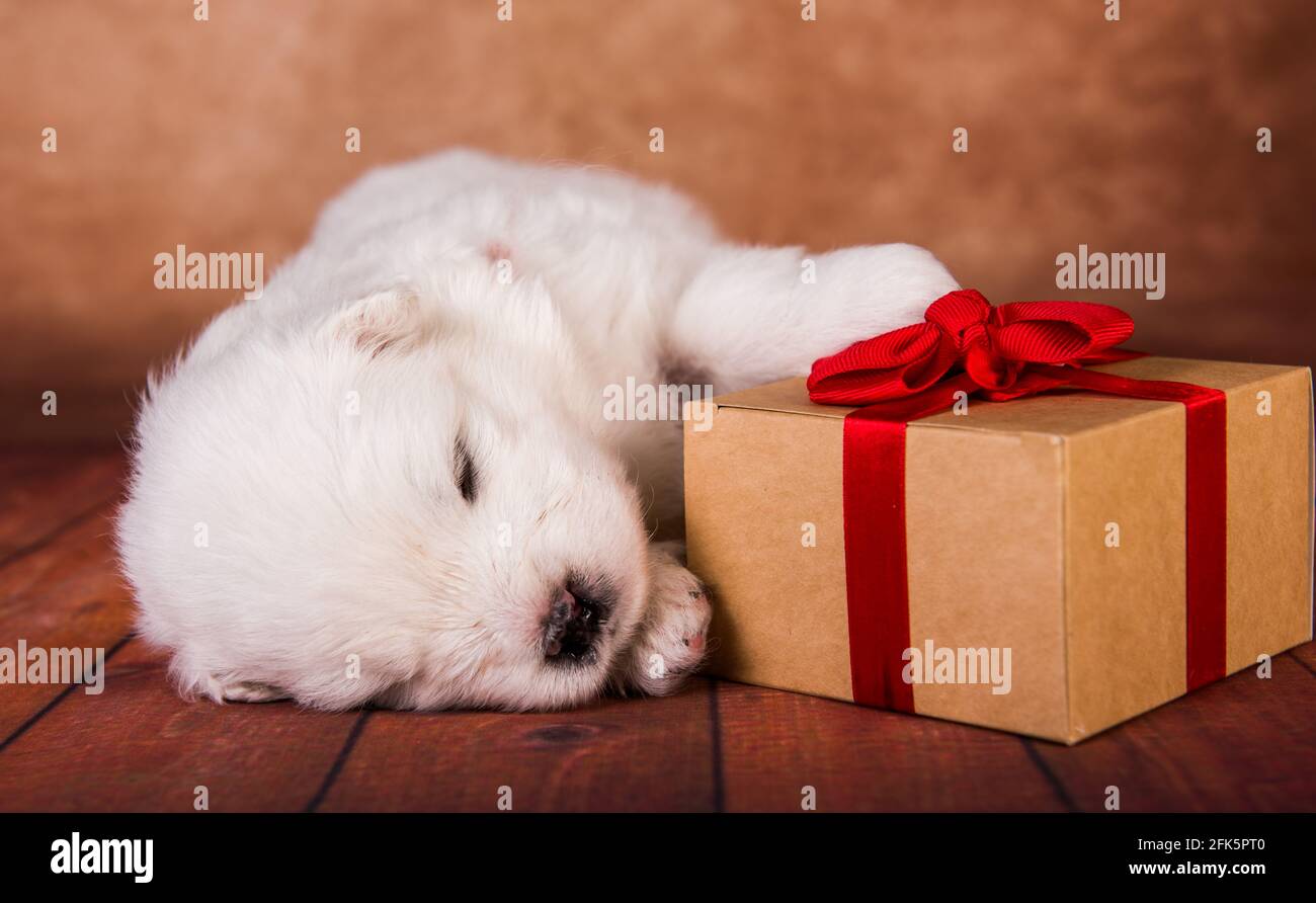 White fluffy small Samoyed puppy dog with a gift Stock Photo - Alamy
