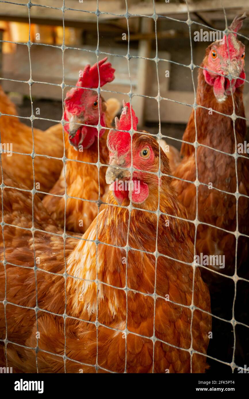 Brown Hens Locked up in a Small Chicken Yard Trying to Escape Outside ...