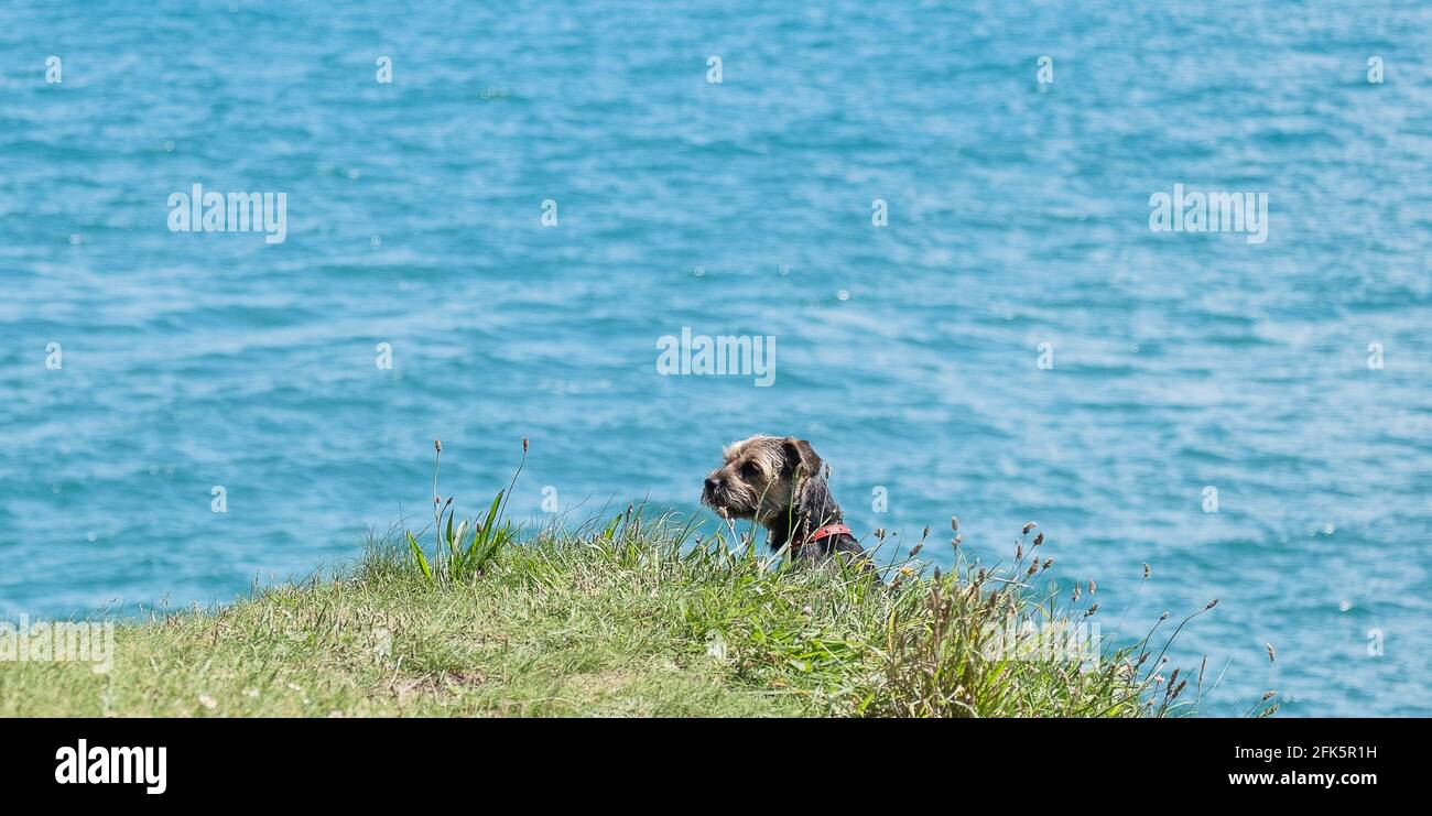 Dog at seaside Stock Photo - Alamy
