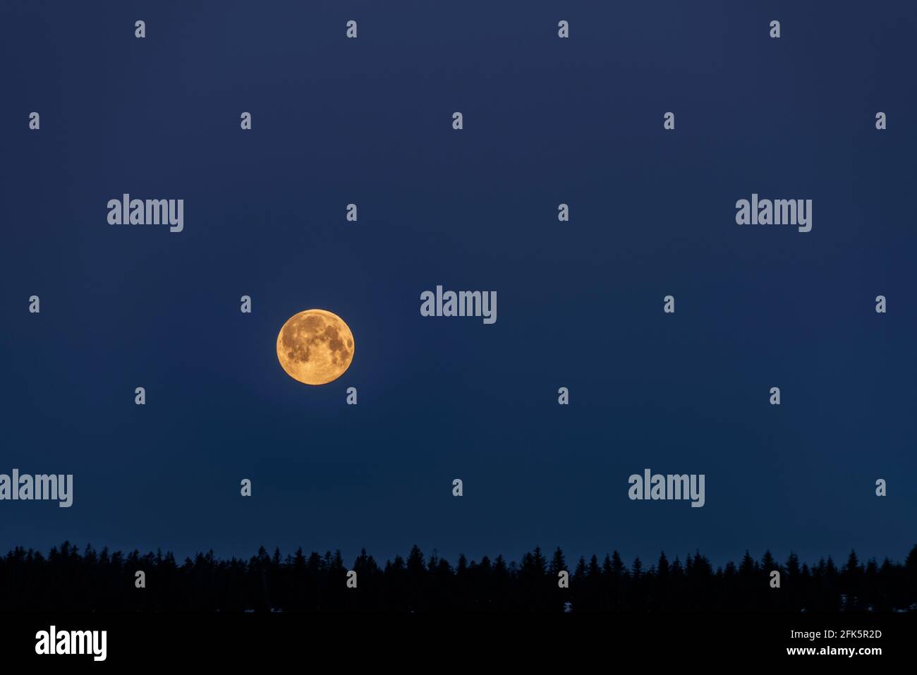 Orange full moon with dark blue sky and forest in Jizerske mountains in ...