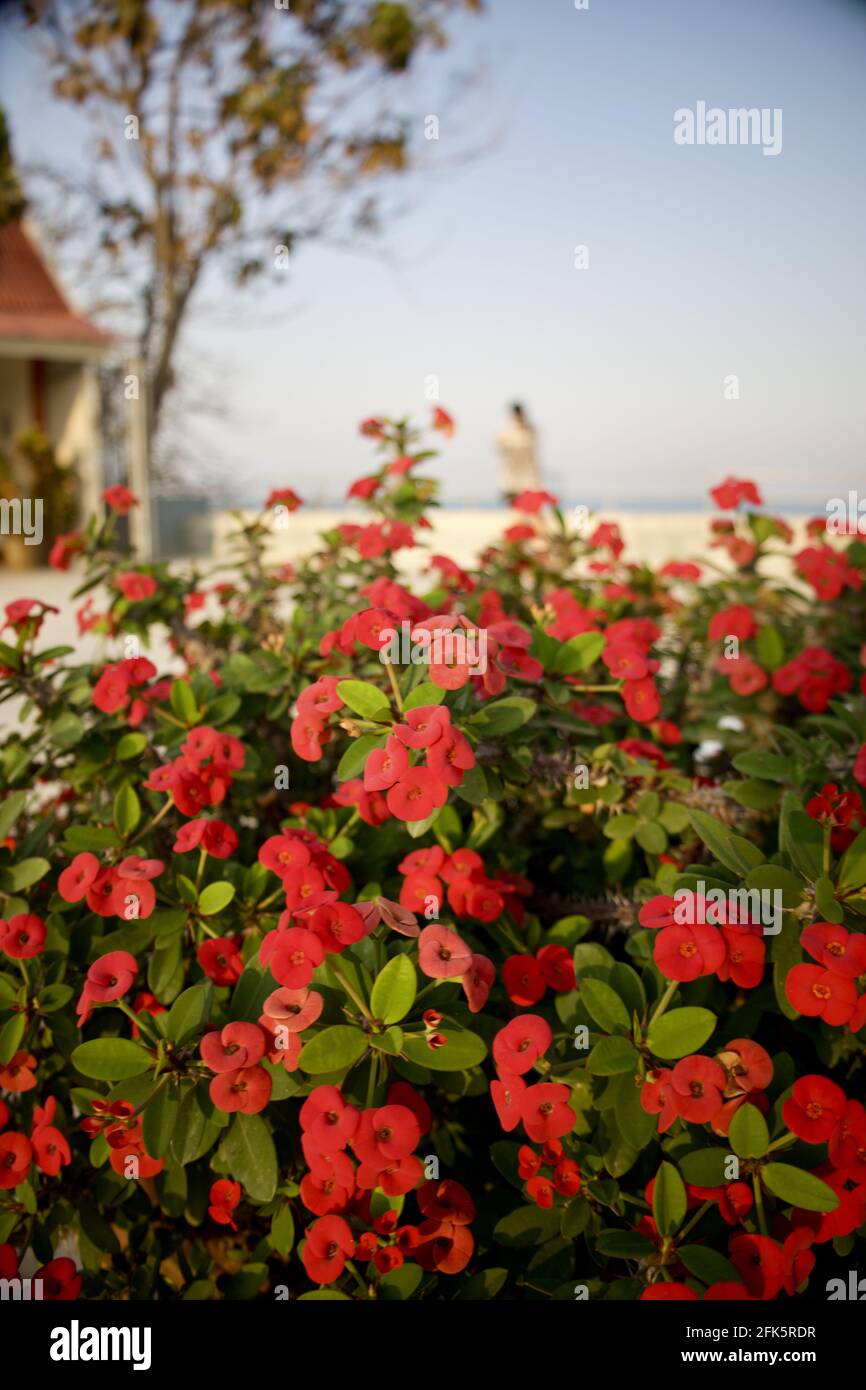 Vertical closeup shot of red touch-me-not flowers Stock Photo - Alamy