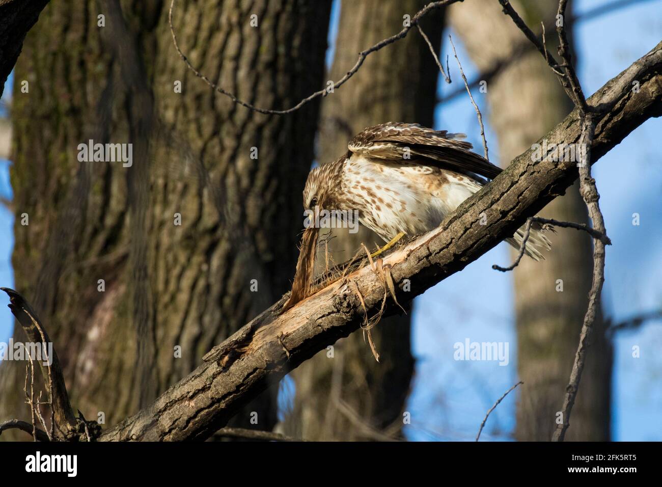 Red shouldered hawk wingspan hi-res stock photography and images - Alamy