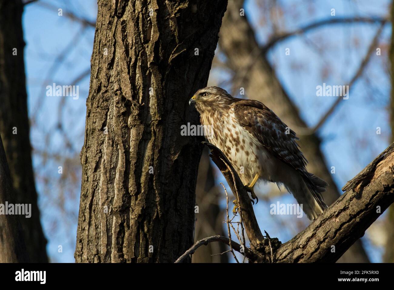 Nesting red shouldered hawk (Buteo lineatus Stock Photo - Alamy
