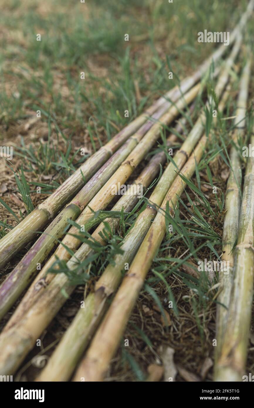 Vertical closeup shot of thin wooden stick on a field Stock Photo - Alamy
