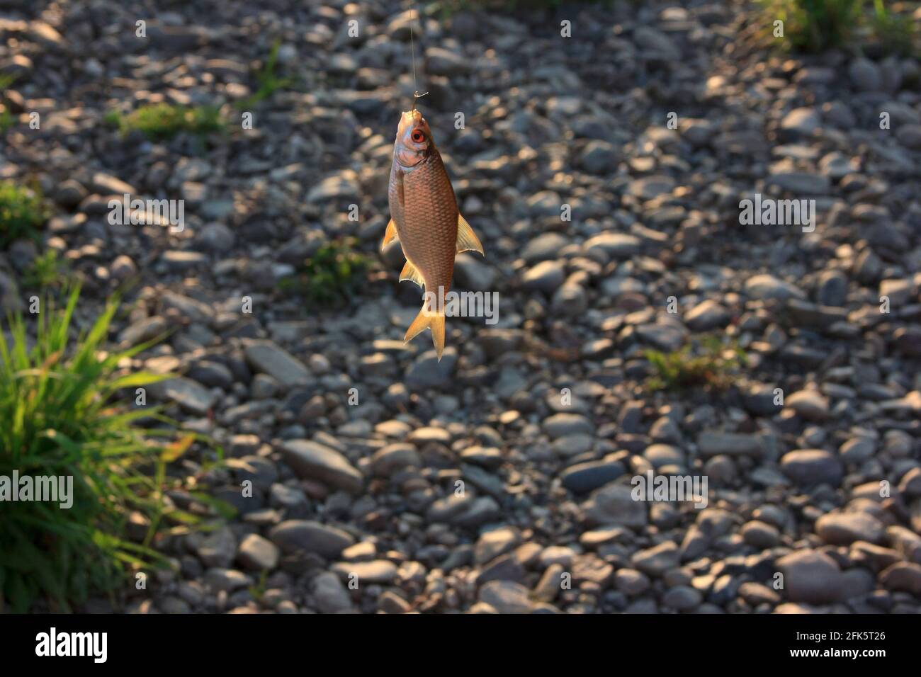 Caught fish hanging on a hook. Natural background with copy space ...