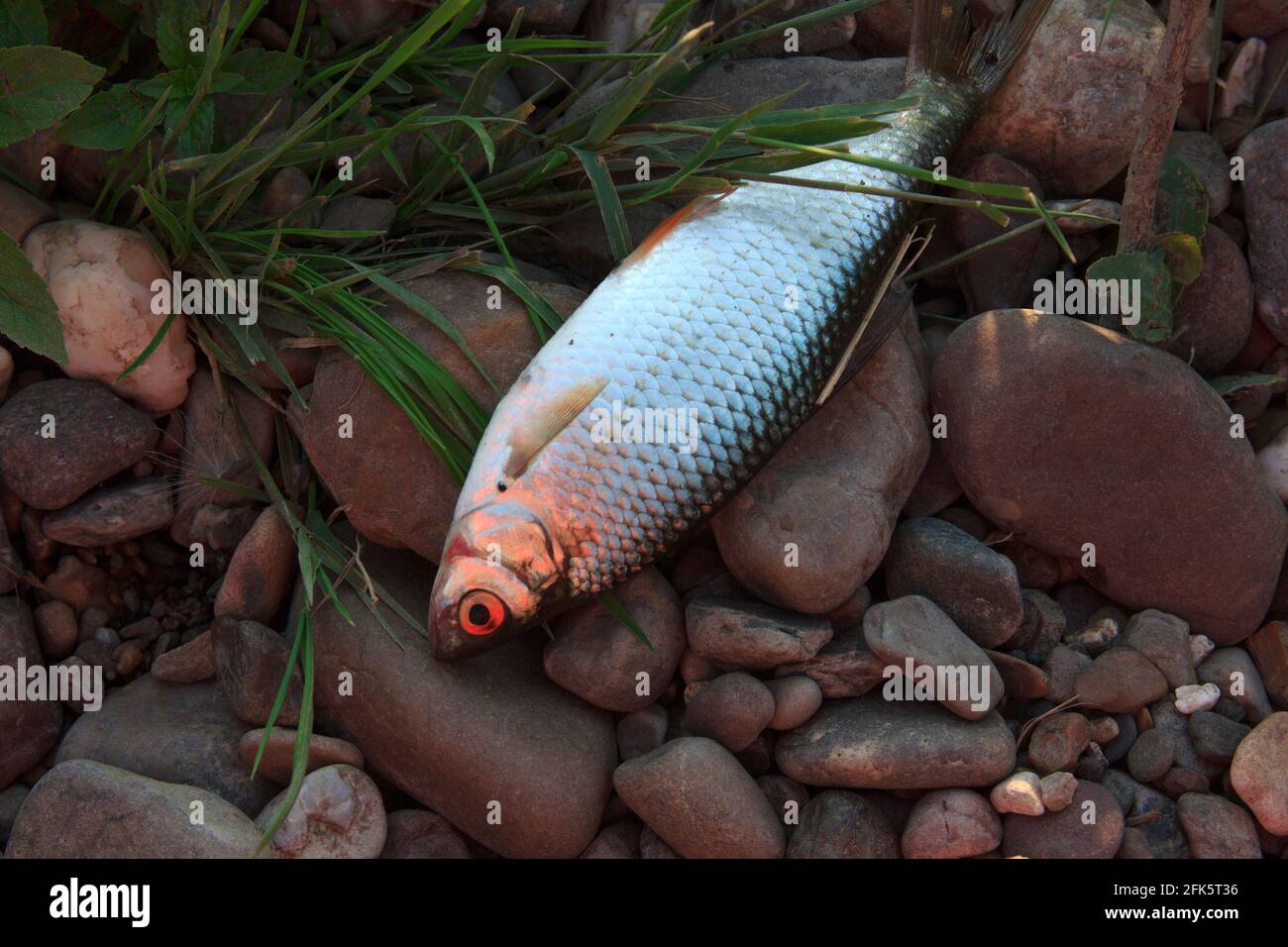 The caught fish lies on the rocks. Fishing outdoors. Catch of the ...
