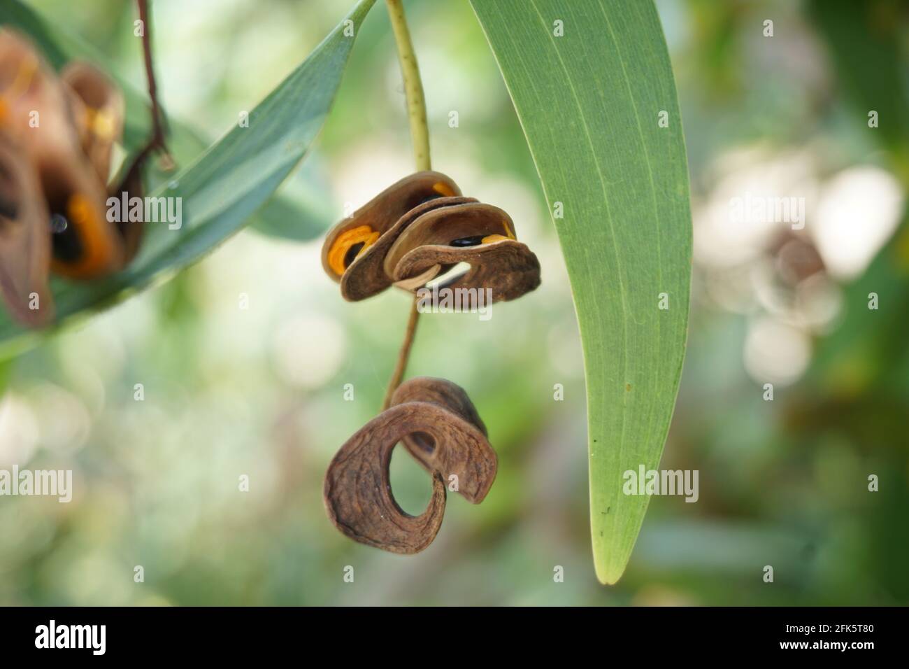 Acacia aneura flower (also called mulga, true mulga, akasia) with a ...