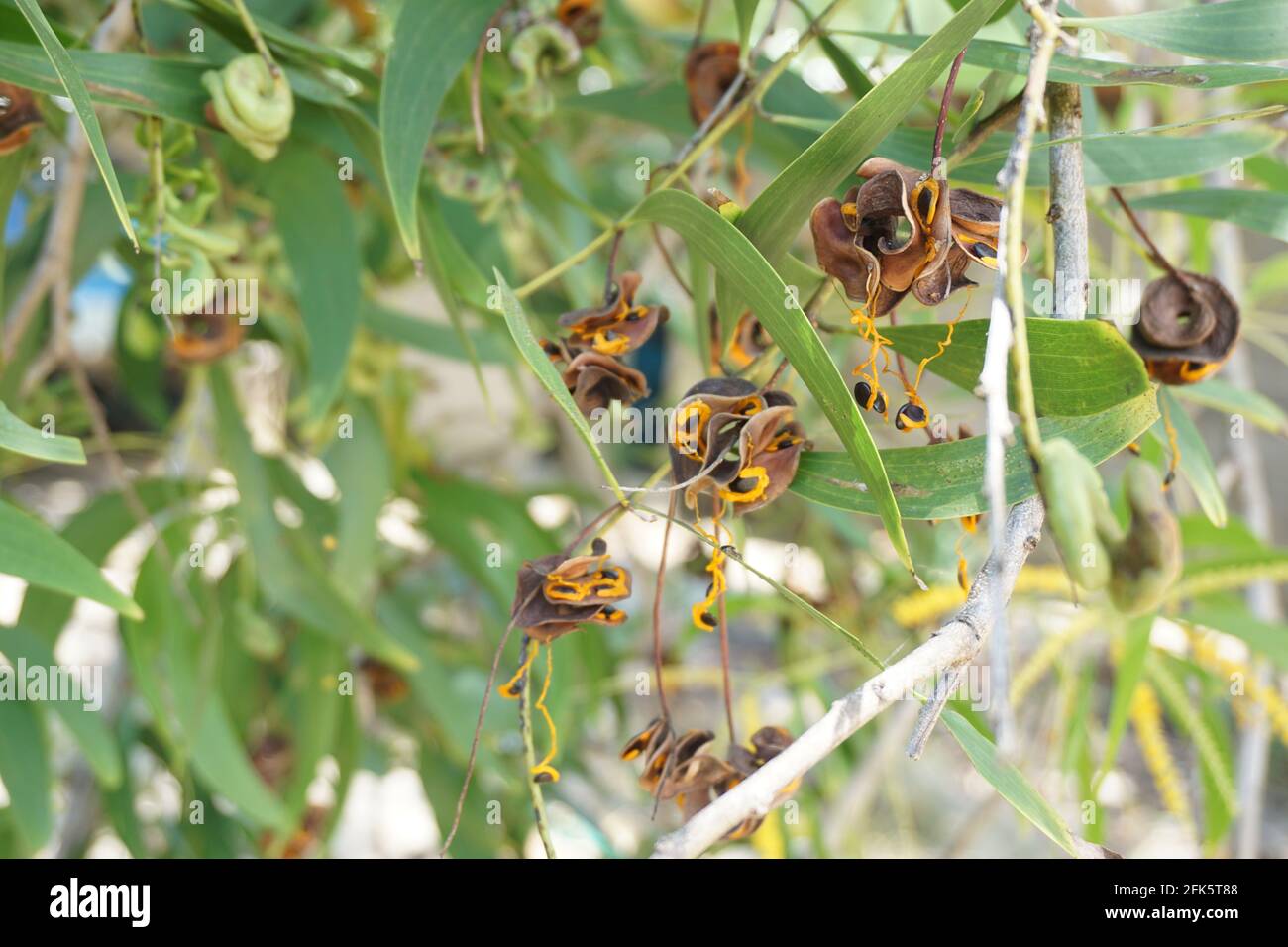 Acacia aneura flower (also called mulga, true mulga, akasia) with a ...