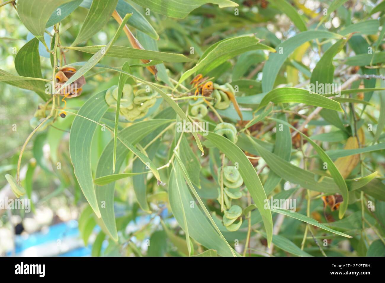 Acacia aneura flower (also called mulga, true mulga, akasia) with a ...