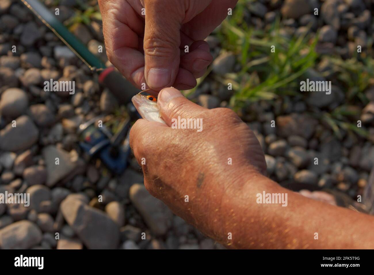 The man takes the fish off the hook. Hands of the fisherman close-up ...