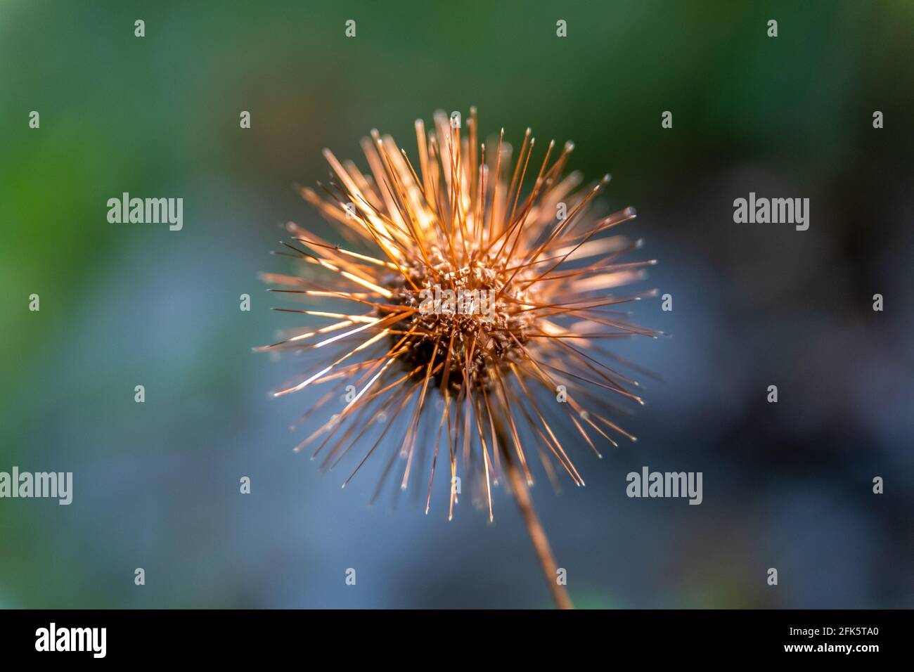 Closeup shot of a spiky Cadillo seed in autumn Stock Photo - Alamy