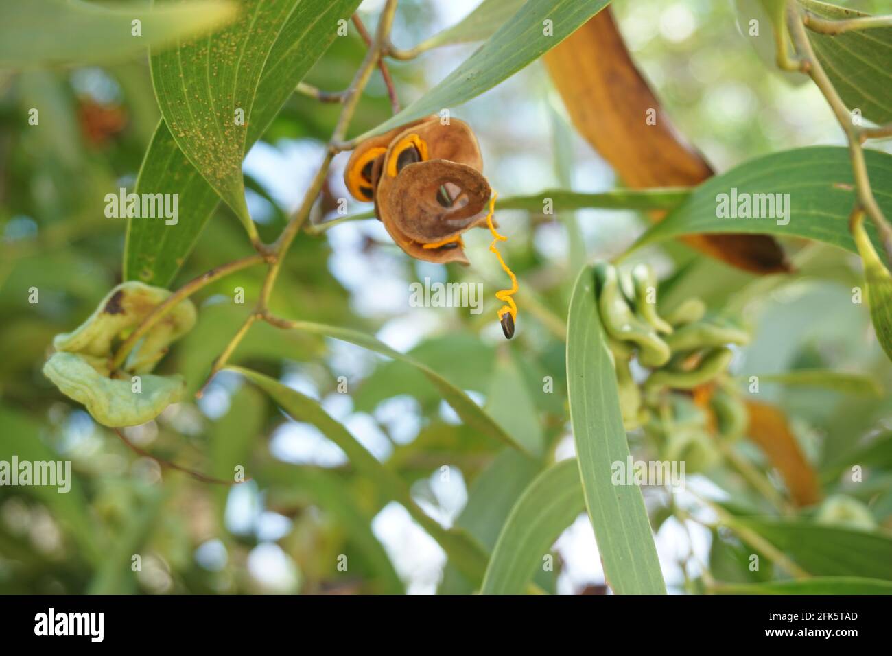 Acacia aneura flower (also called mulga, true mulga, akasia) with a ...