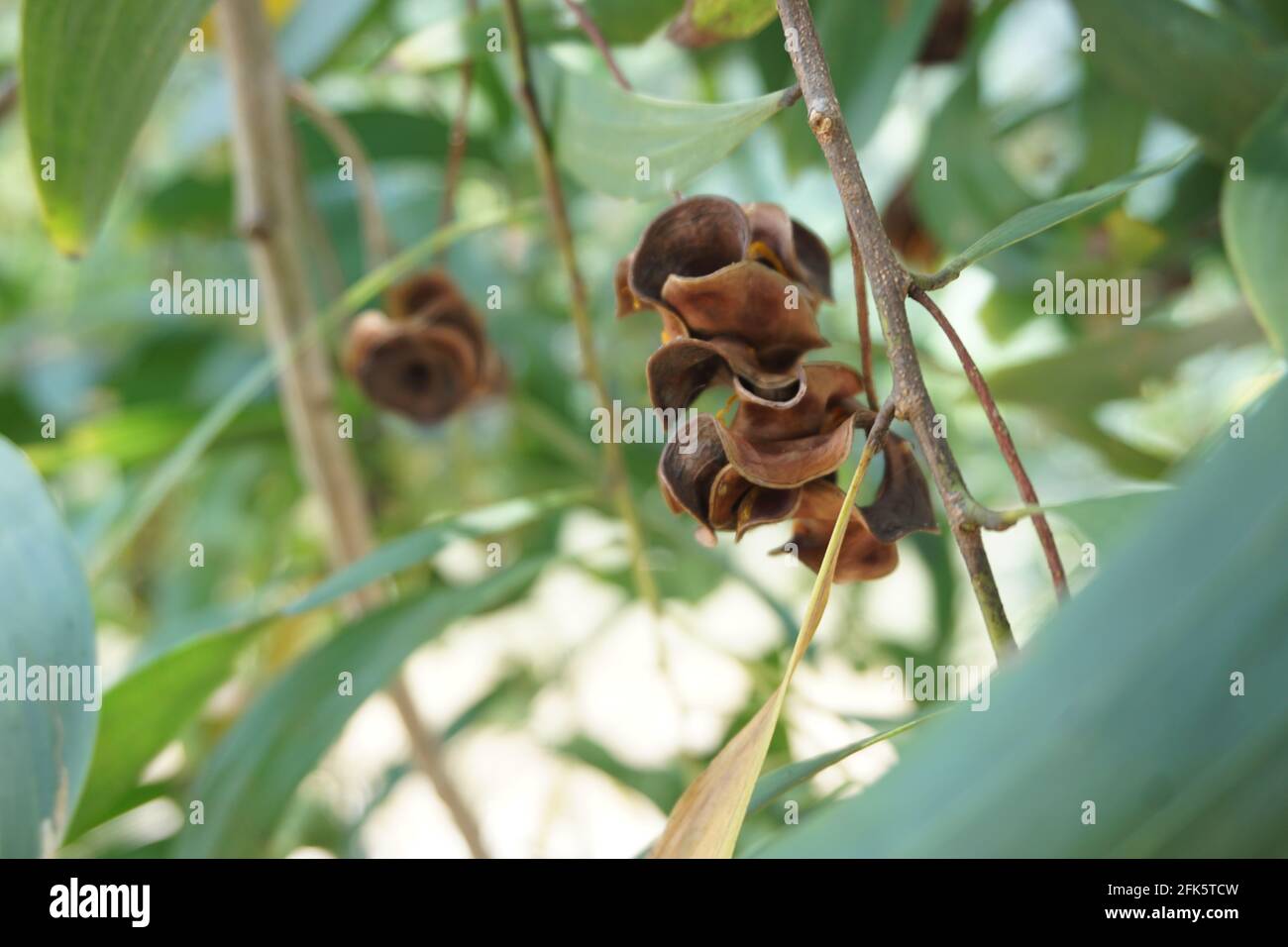 Acacia aneura flower (also called mulga, true mulga, akasia) with a ...