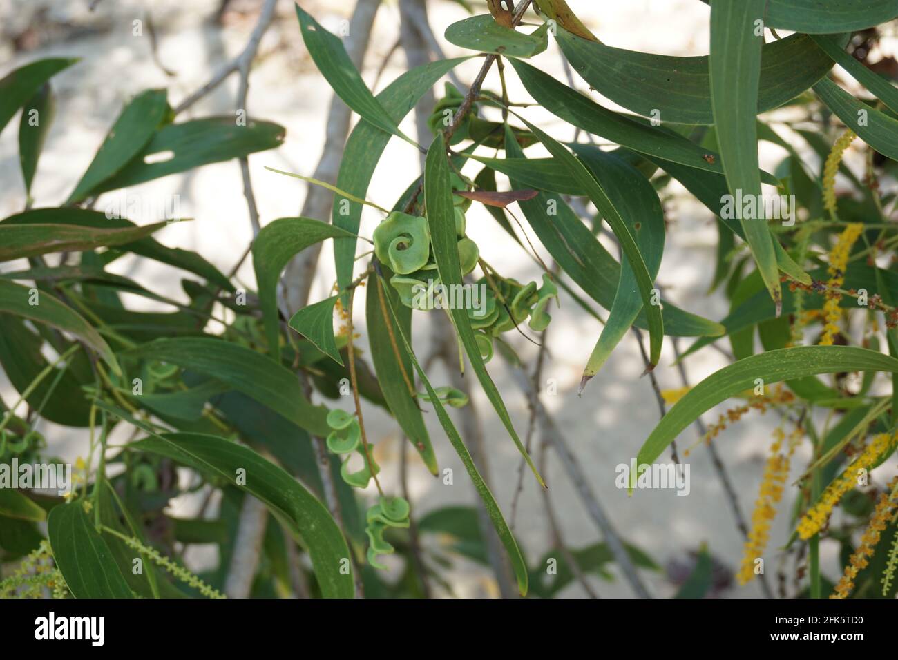 Acacia aneura flower (also called mulga, true mulga, akasia) with a ...