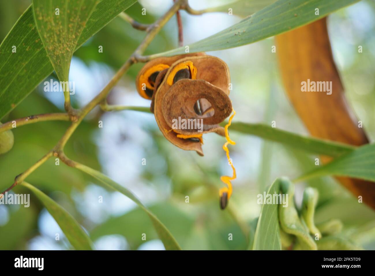 Acacia aneura flower (also called mulga, true mulga, akasia) with a ...