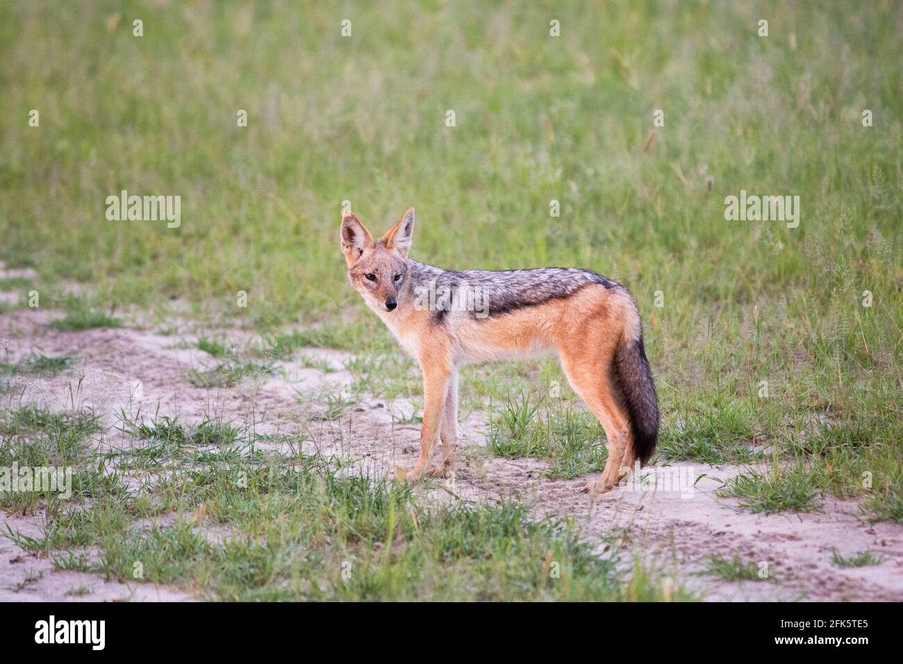 Black-backed Jackal (Canis mesomelas). Standing, profile, side, flank ...