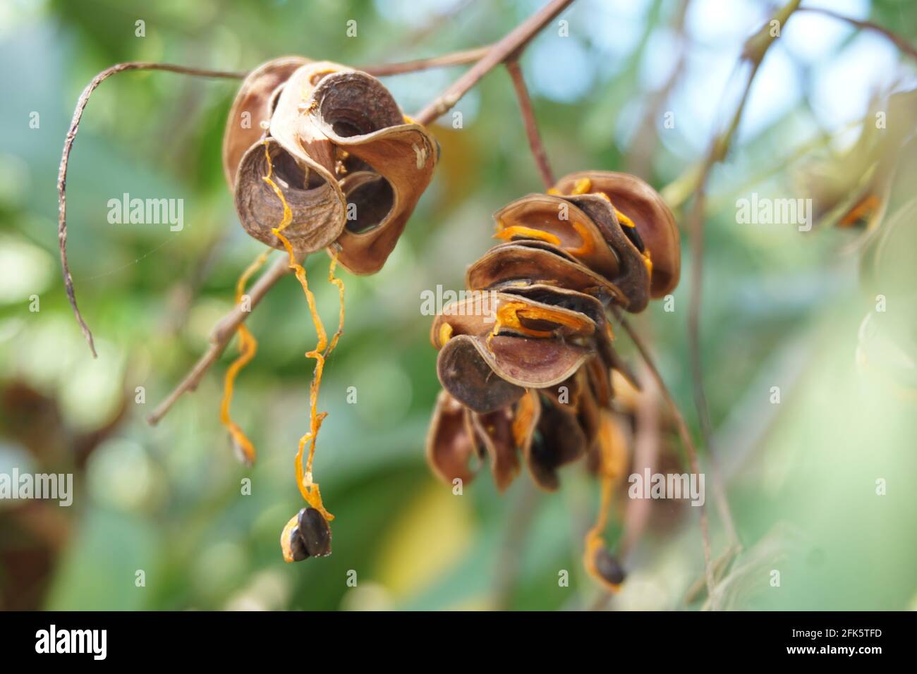 Acacia aneura flower (also called mulga, true mulga, akasia) with a ...