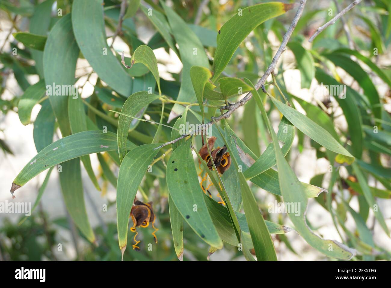 Acacia aneura flower (also called mulga, true mulga, akasia) with a ...