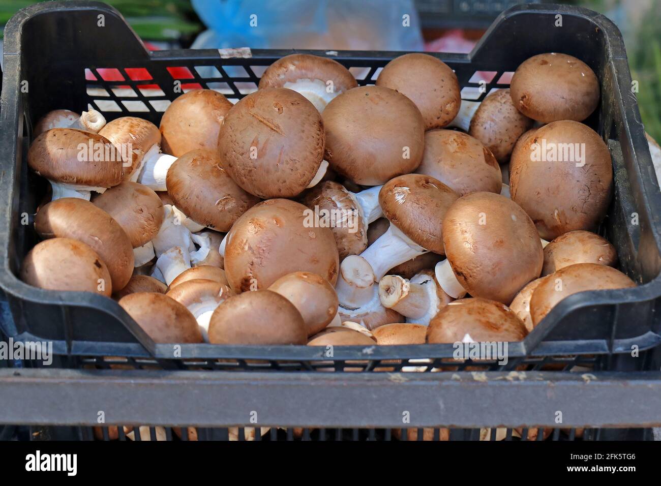 Brown mushrooms in plastic crate sold on market stall Stock Photo - Alamy