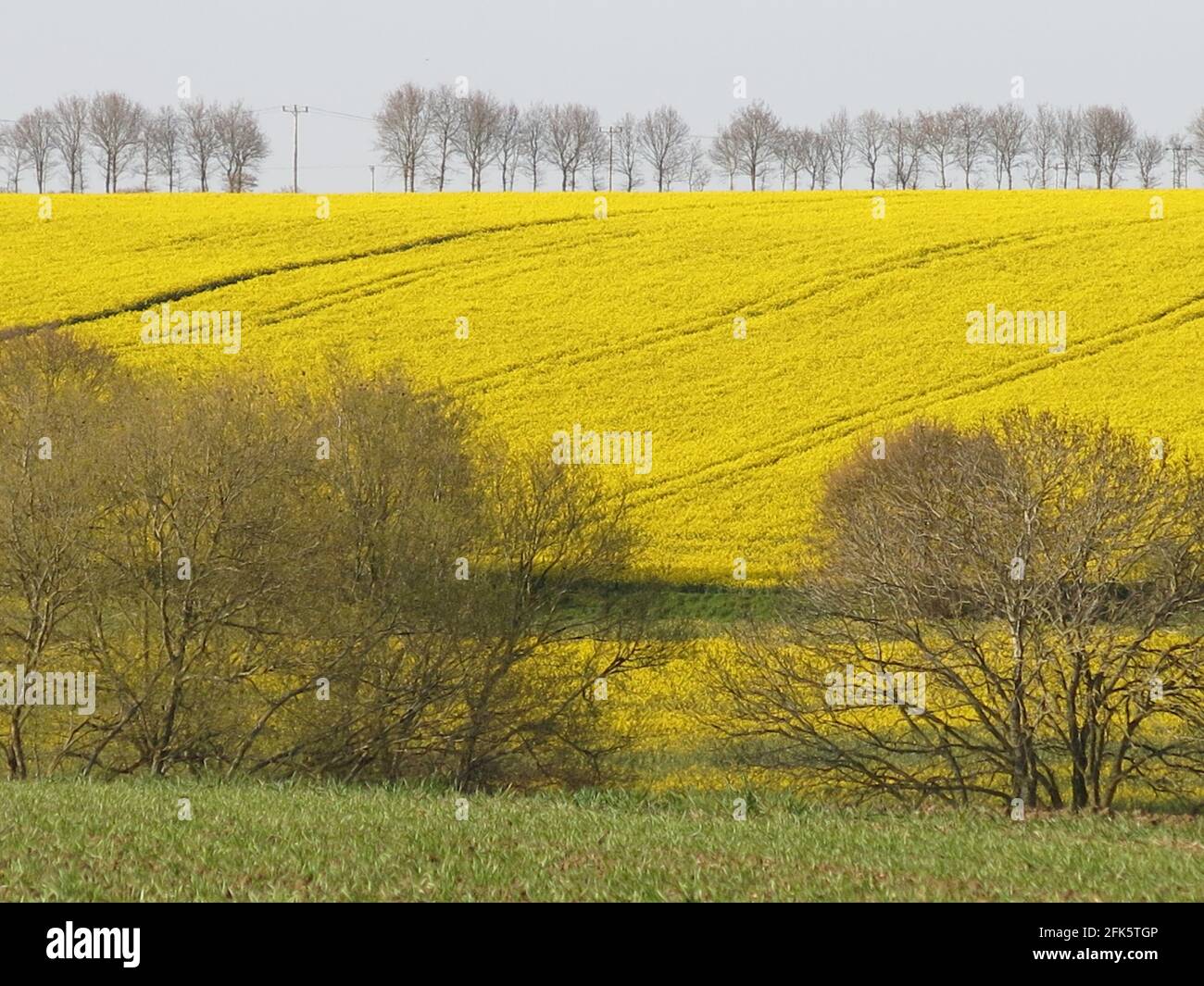 A line of trees on the horizon and a yellow field of rapeseed in the ...