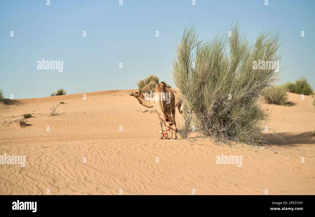 Camel caravan going through the sand dunes in the Sahara Desert, Morocco Stock Photo - Alamy