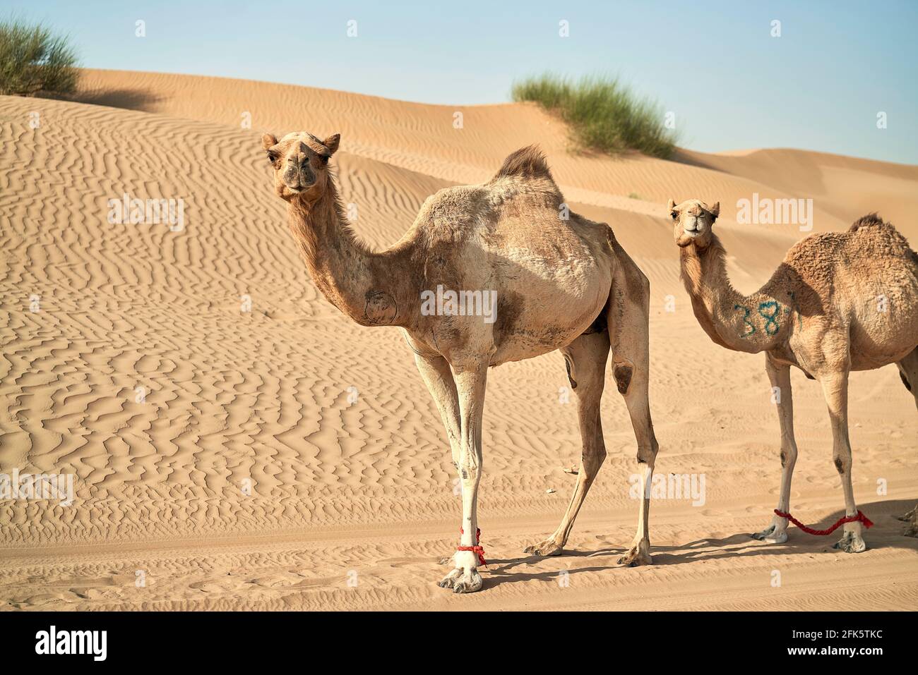 Camel caravan going through the sand dunes in the Sahara Desert, Morocco Stock Photo - Alamy