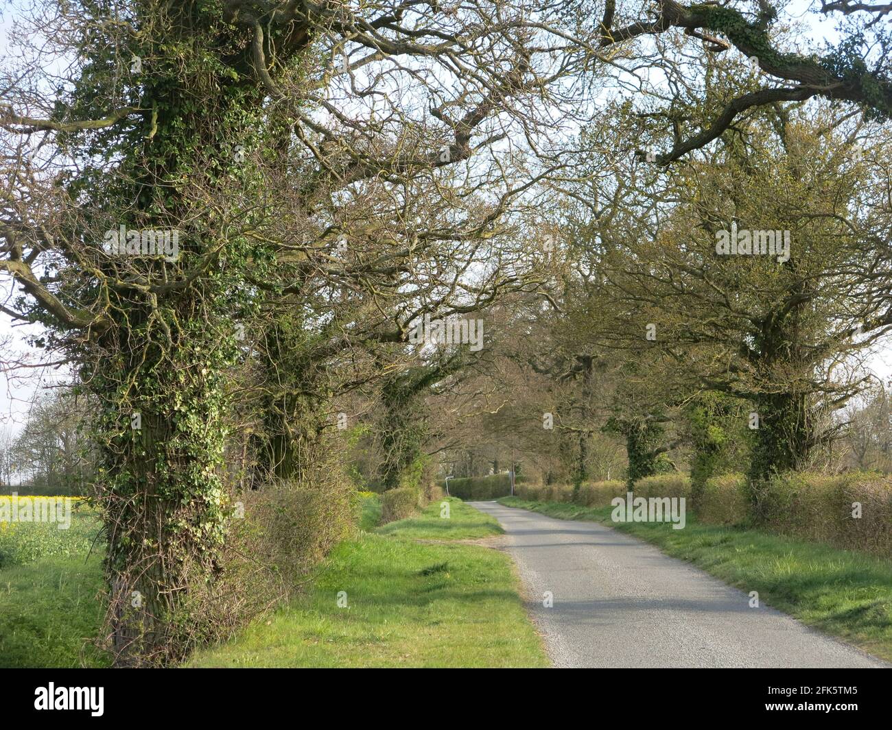 A country lane in the Suffolk countryside with ivy in the trees, with ...