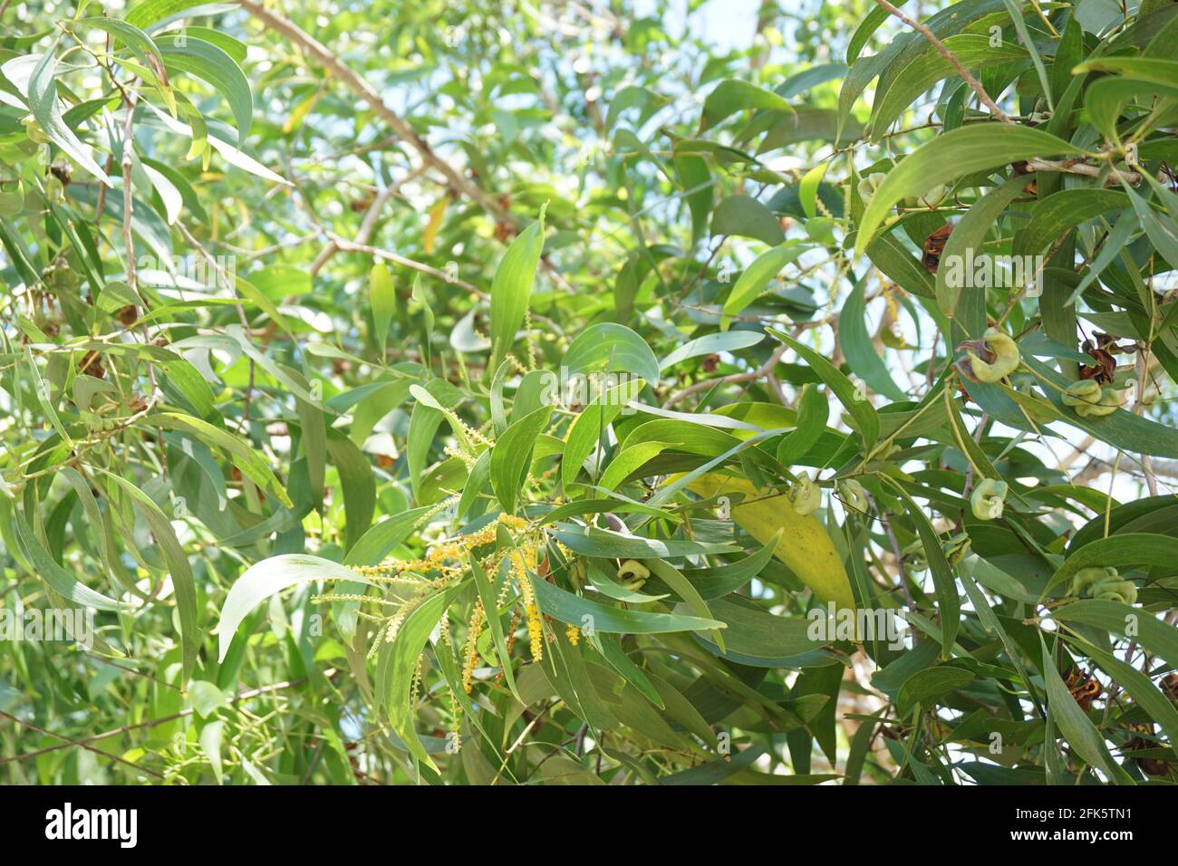 Acacia aneura flower (also called mulga, true mulga, akasia) with a ...