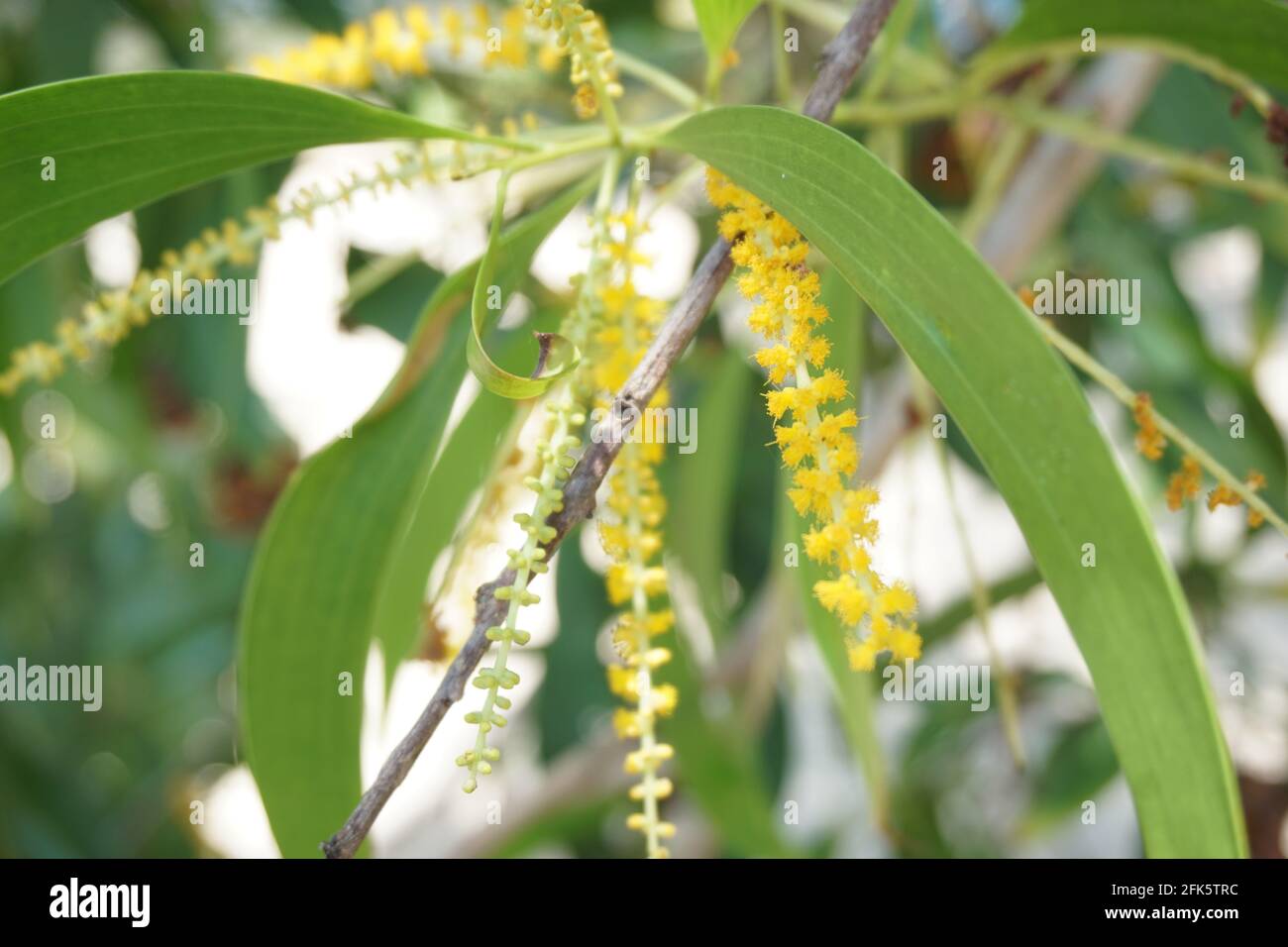 Acacia aneura flower (also called mulga, true mulga, akasia) with a ...
