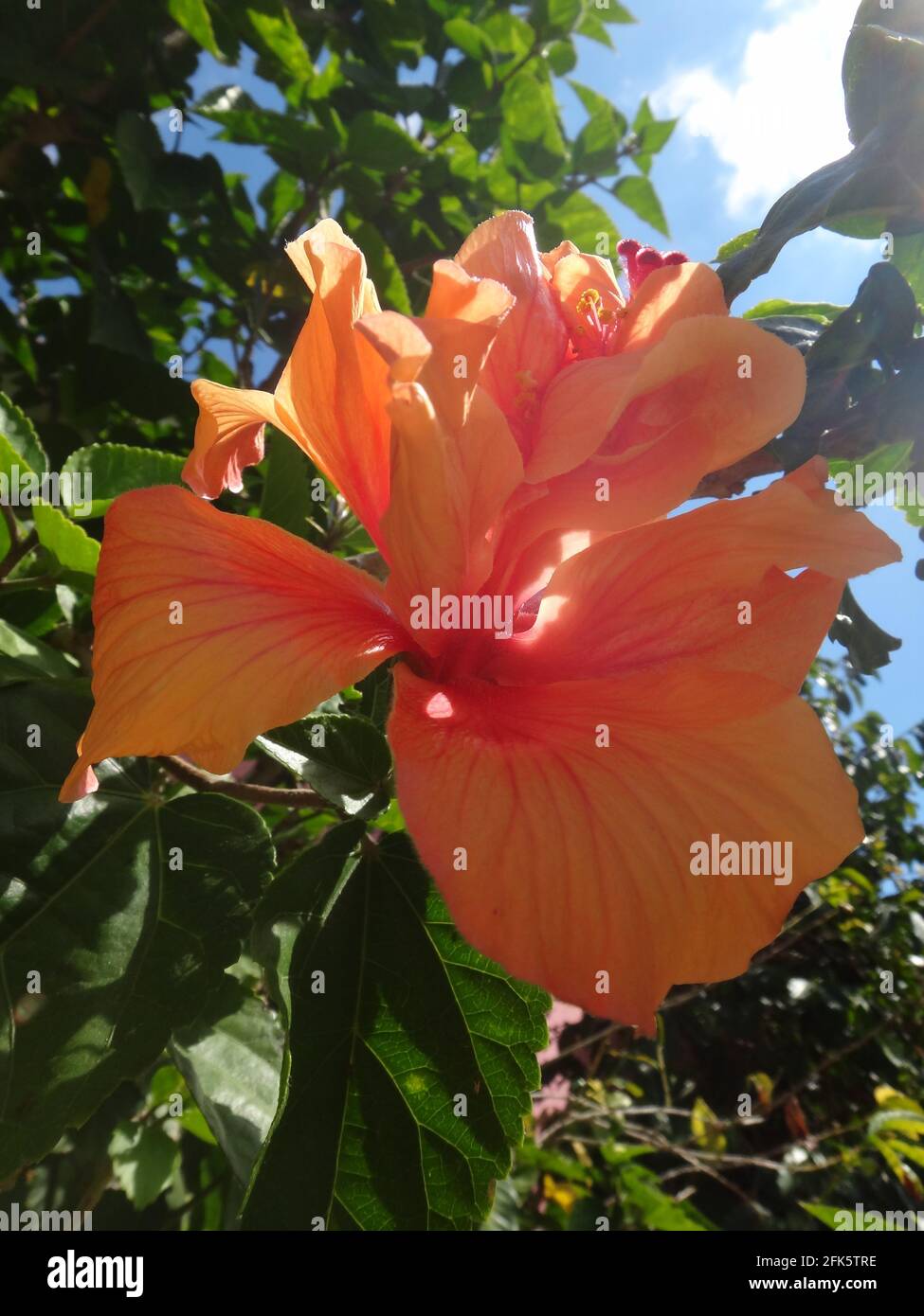 Beautiful Hawaiian hibiscus (Shoeblackplant) flower in sunbeams in the ...