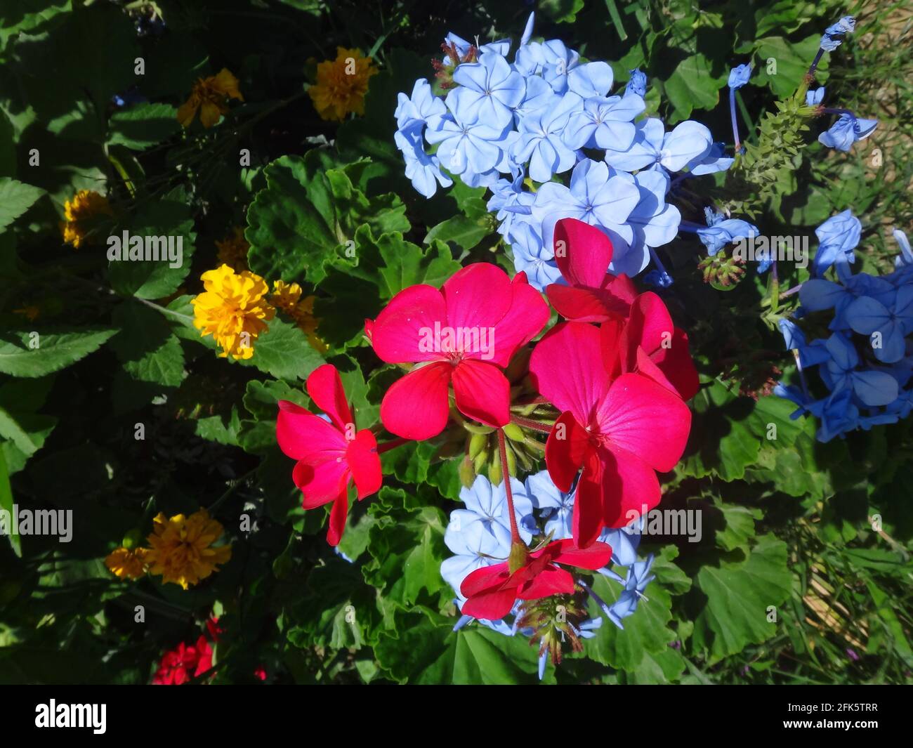 Delicate colorful geranium (Caliope) flower in the tropical forest ...