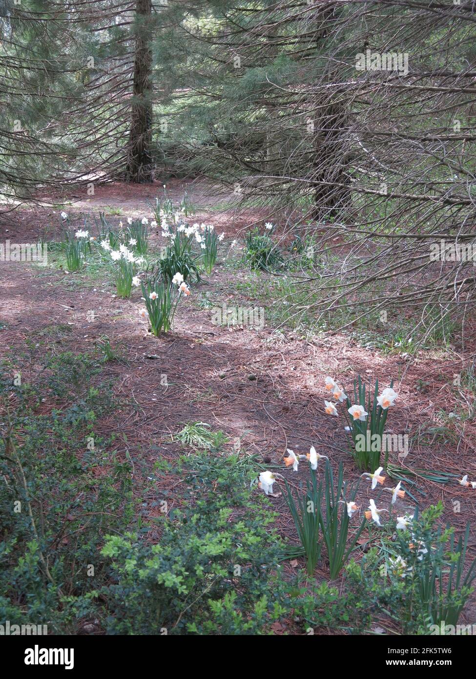 A shady glade with Spring daffodils in the woodlands at Anglesey Abbey ...