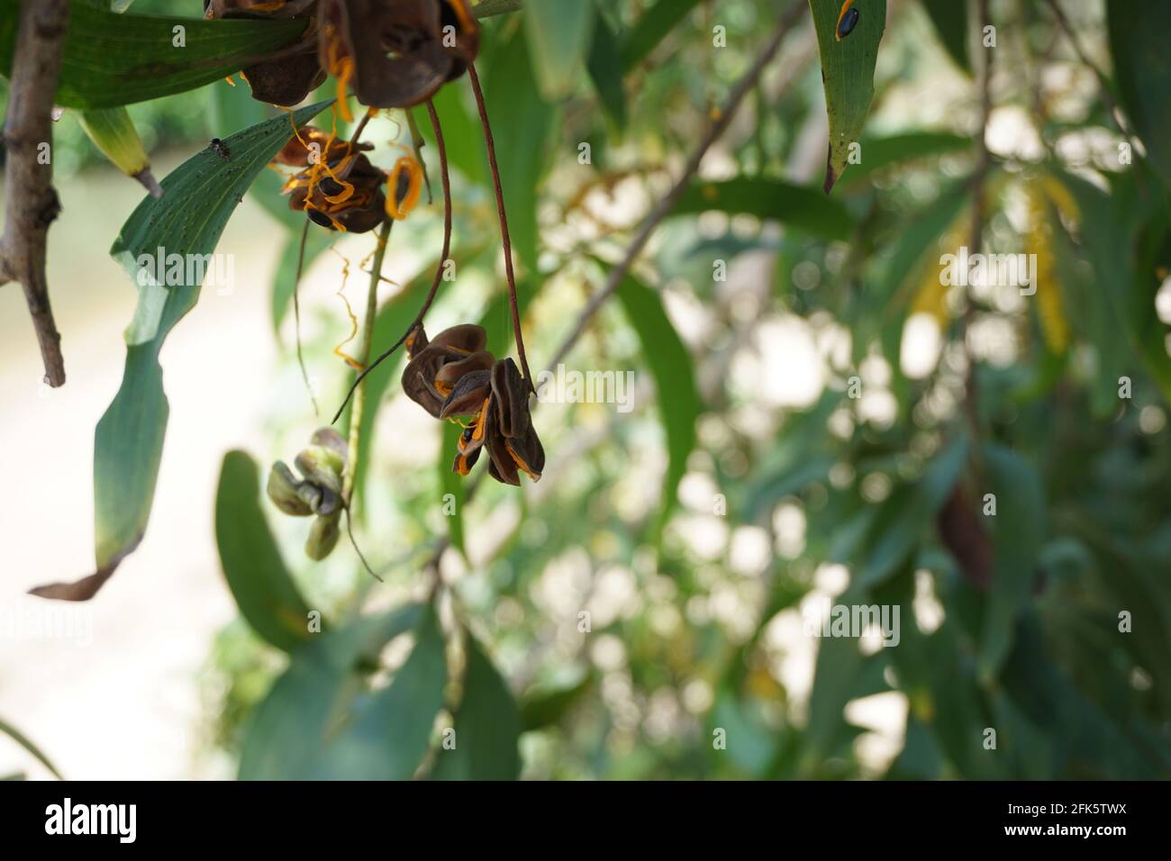 Acacia aneura flower (also called mulga, true mulga, akasia) with a ...