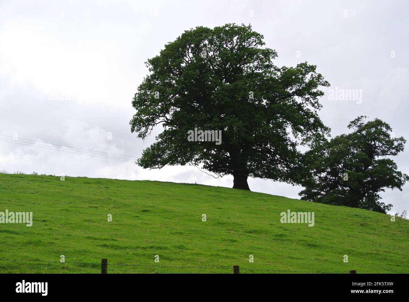 Tree on a hill 3 Stock Photo - Alamy