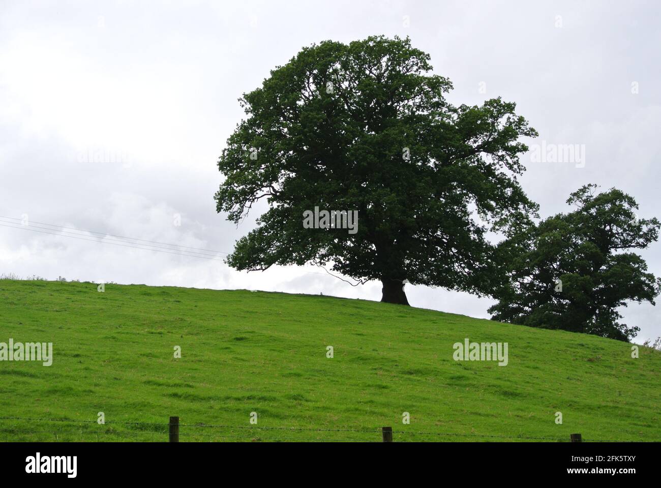 Tree on a hill 2 Stock Photo - Alamy