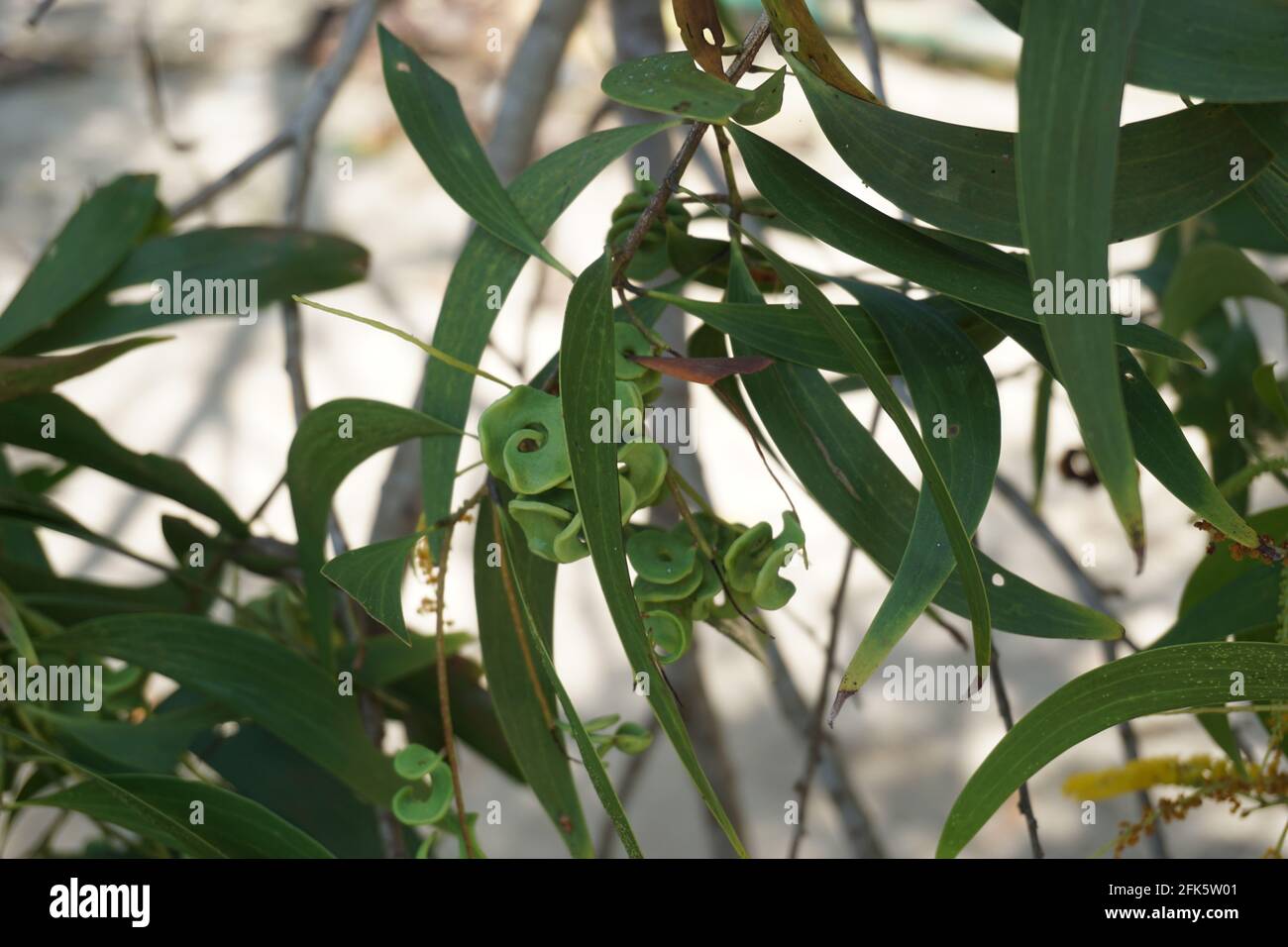 Acacia aneura flower (also called mulga, true mulga, akasia) with a ...