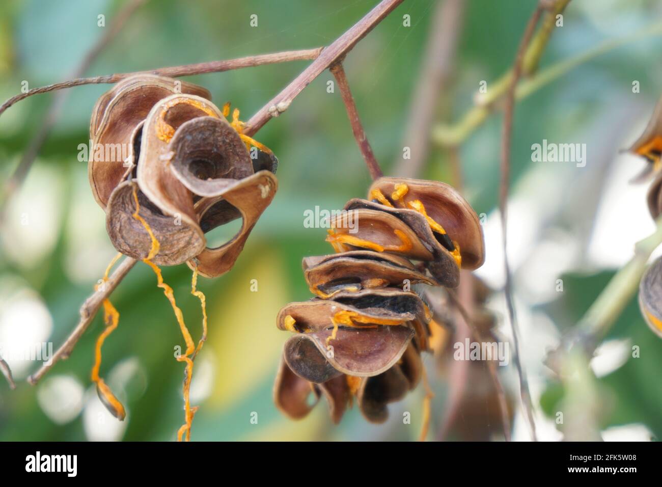 Acacia aneura flower (also called mulga, true mulga, akasia) with a ...