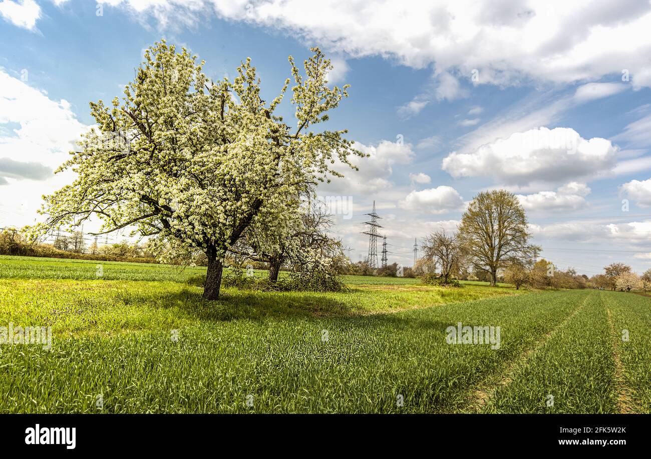Beautiful blooming tree in the field in sunny weather Stock Photo - Alamy