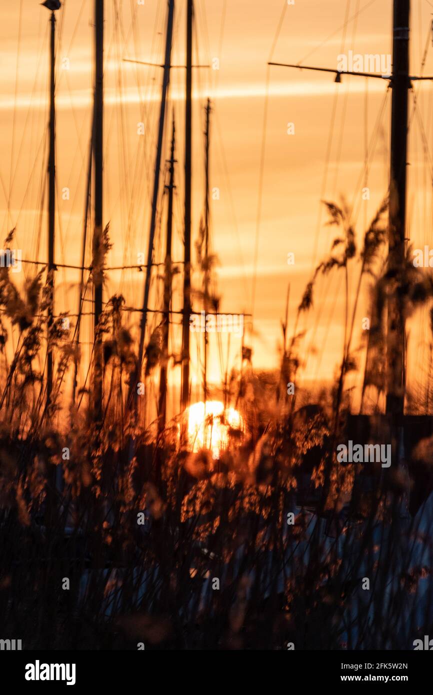 Vertical shot of the golden sun seen through the mast of the boats and ...
