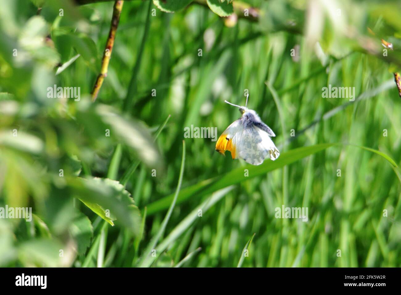 Butterfly in flight hi-res stock photography and images - Alamy