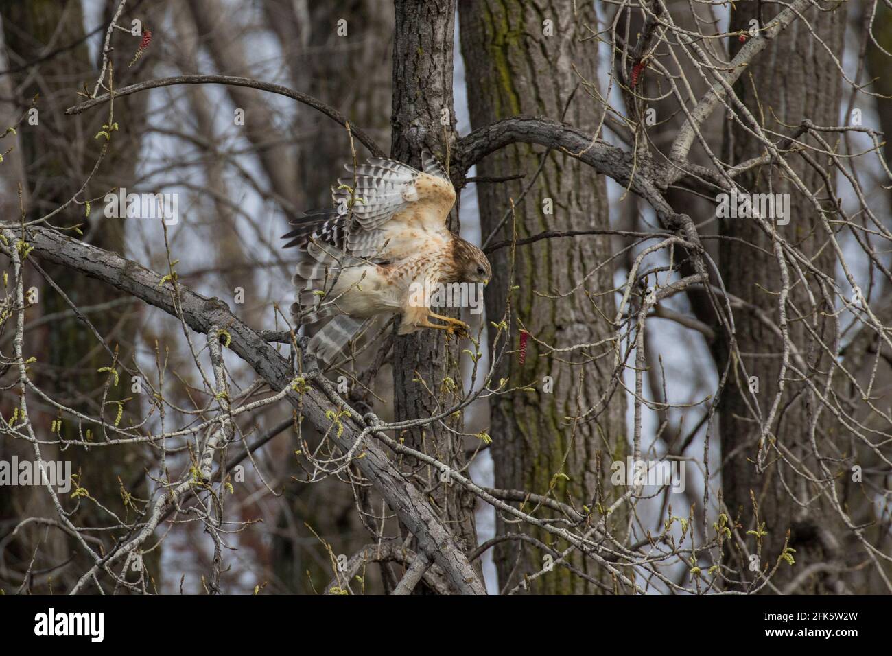 Nesting red shouldered hawk (Buteo lineatus Stock Photo - Alamy