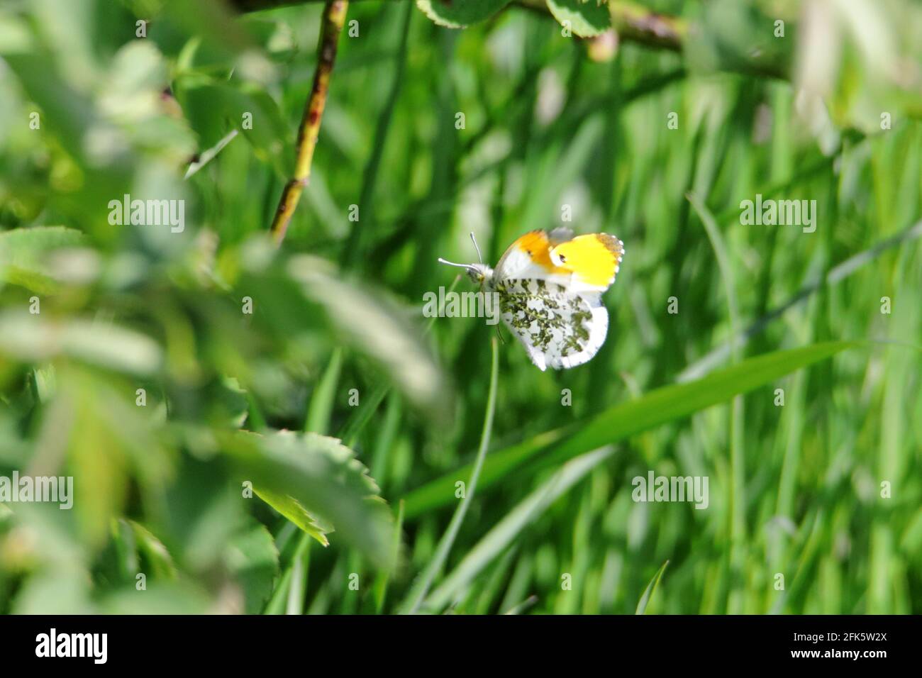 Butterfly in flight hi-res stock photography and images - Alamy