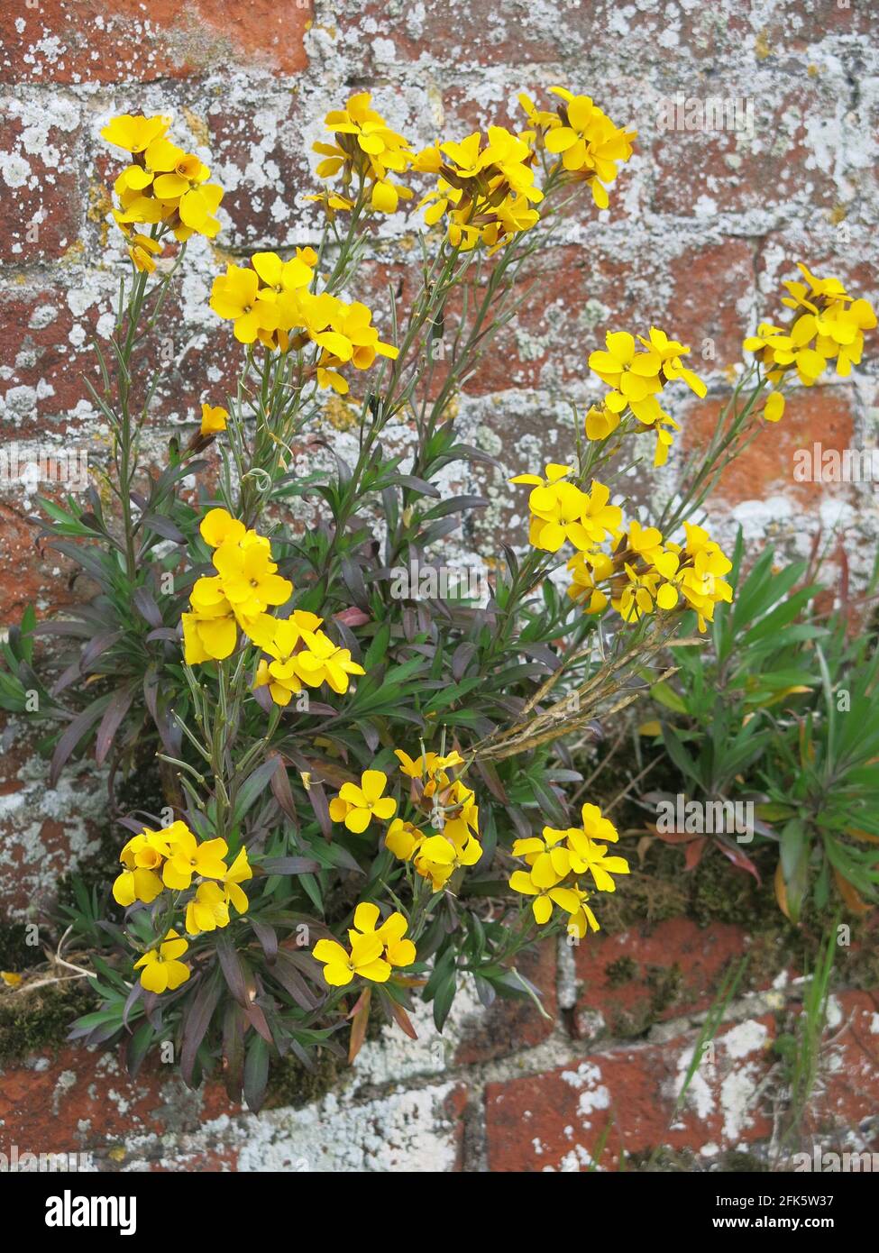 Vivid yellow wallflower (Erysimum) growing on a red brick wall in an ...