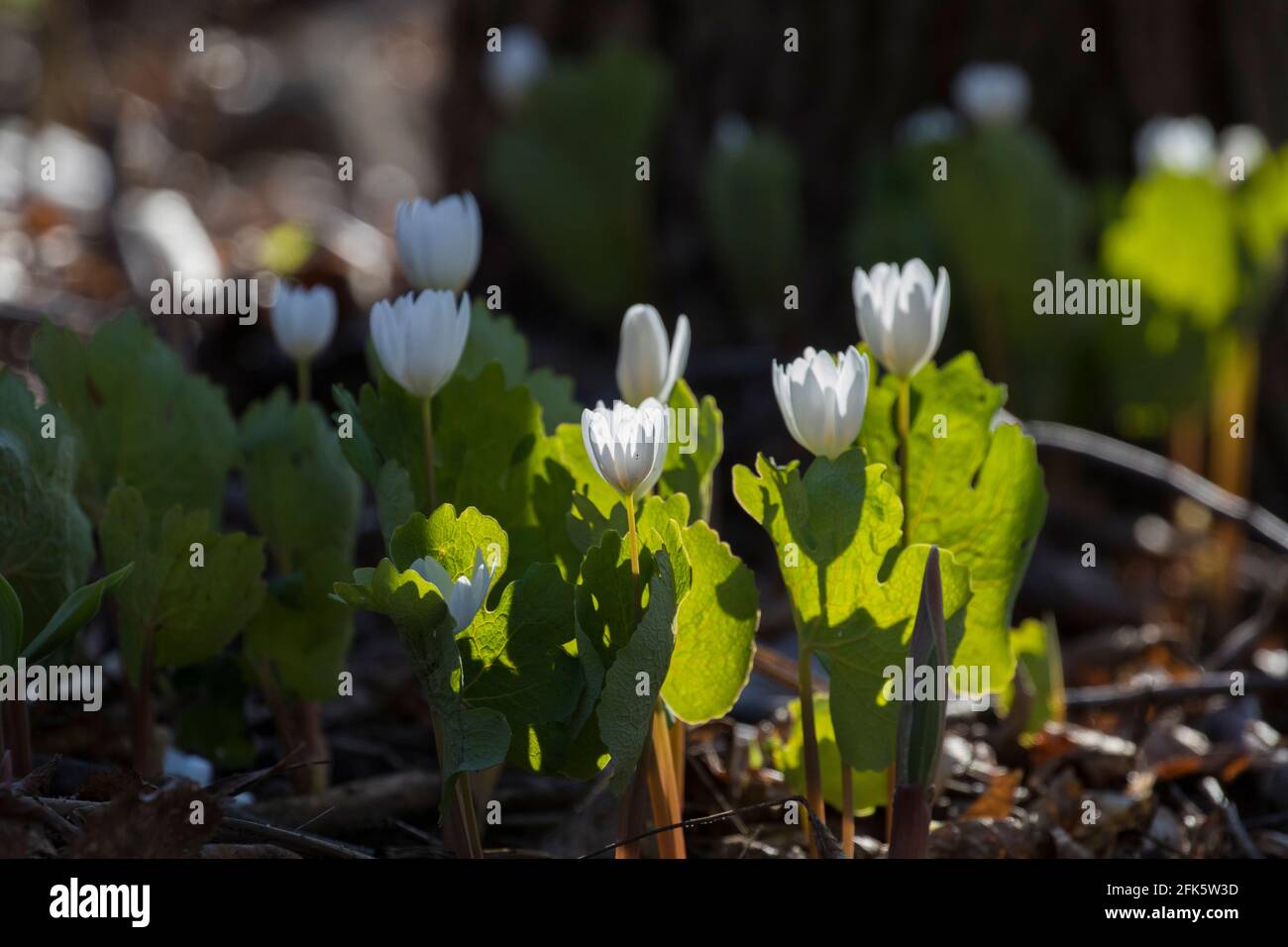 Sanguinaria canadensis is also known as Canada puccoon, bloodwort ...