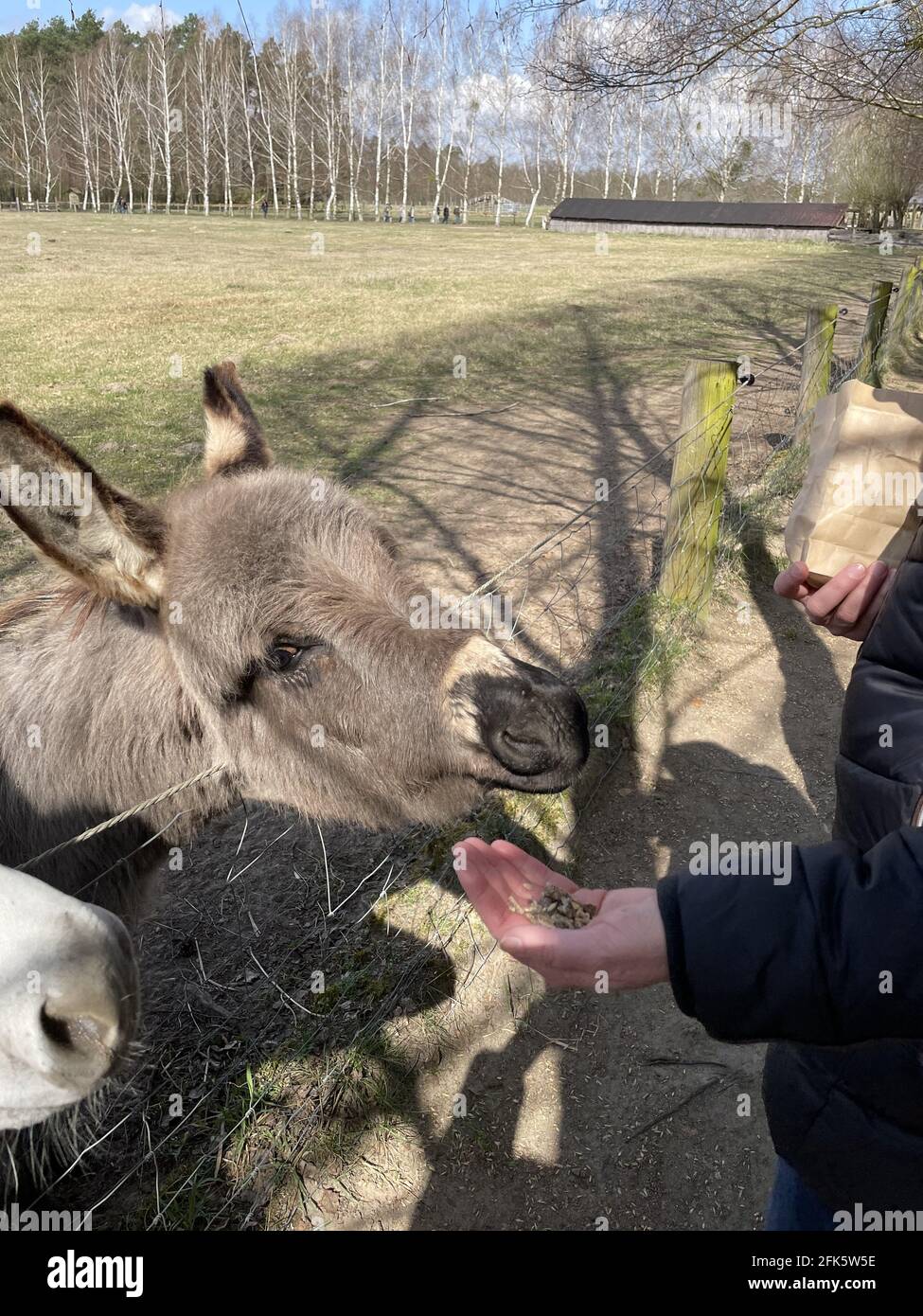 Man feeding donkey hi-res stock photography and images - Alamy