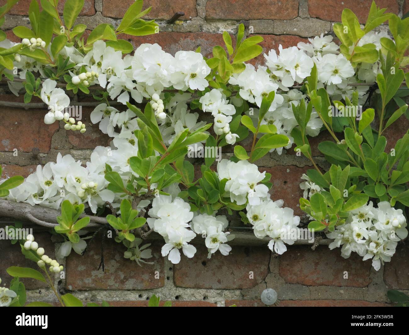 Fruit blossom on brick wall hi-res stock photography and images - Alamy