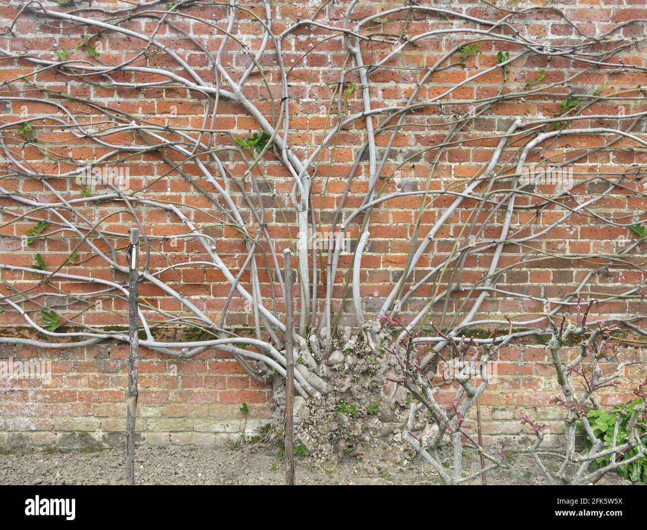 The walled kitchen garden at Helmingham Hall features an ancient fig ...