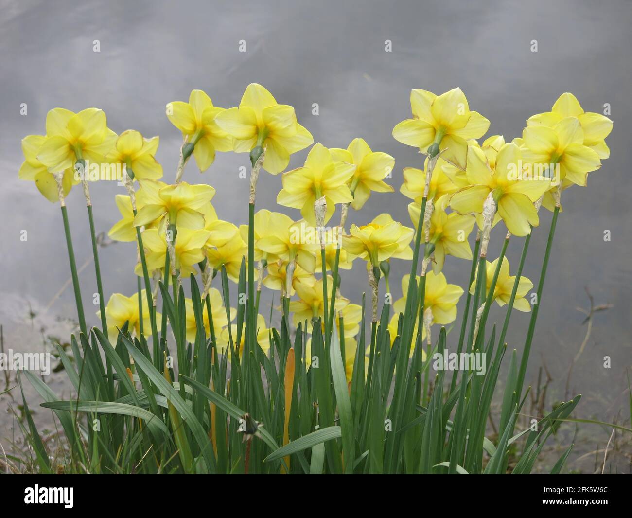Rear view of daffodils hi-res stock photography and images - Alamy